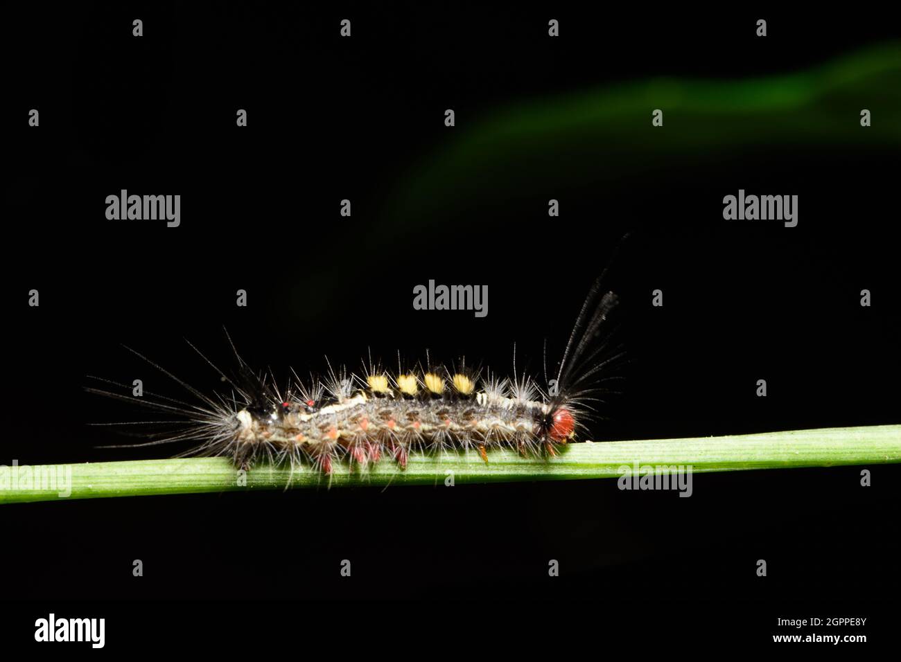 Worm Macro on a Wood Stock Photo - Alamy