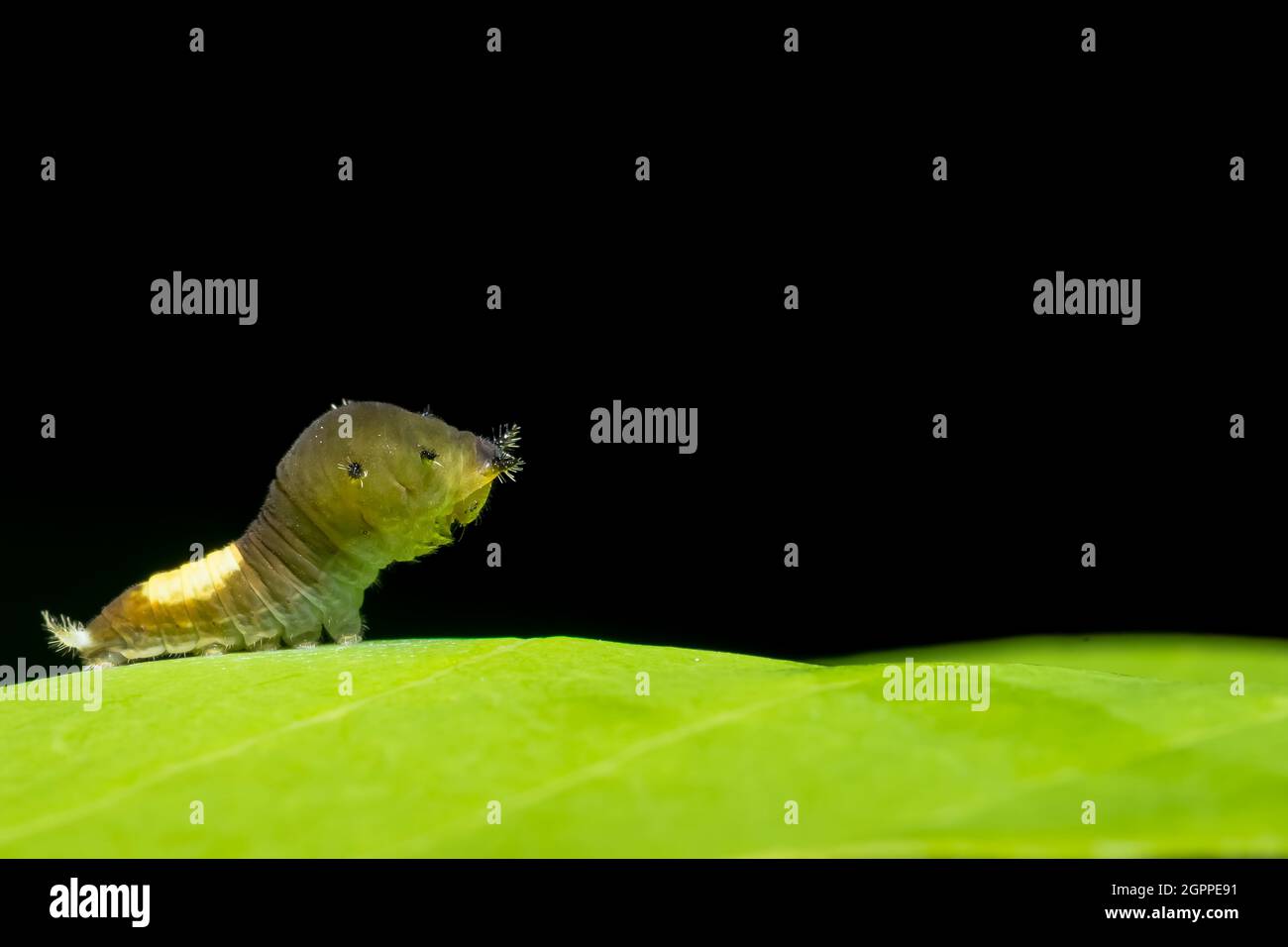 Close up photos of worms Stock Photo - Alamy