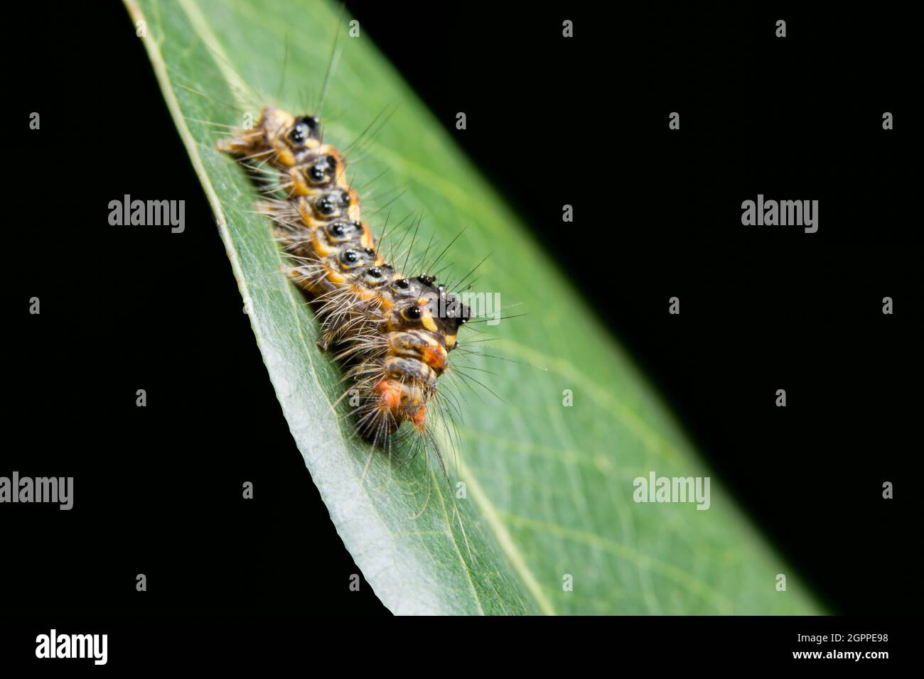 Close up photos of colorful worms Stock Photo - Alamy