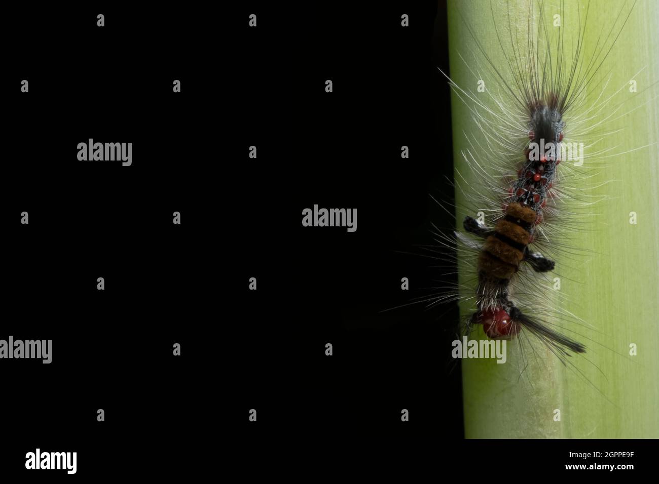 Close up photos of colorful worms Stock Photo - Alamy