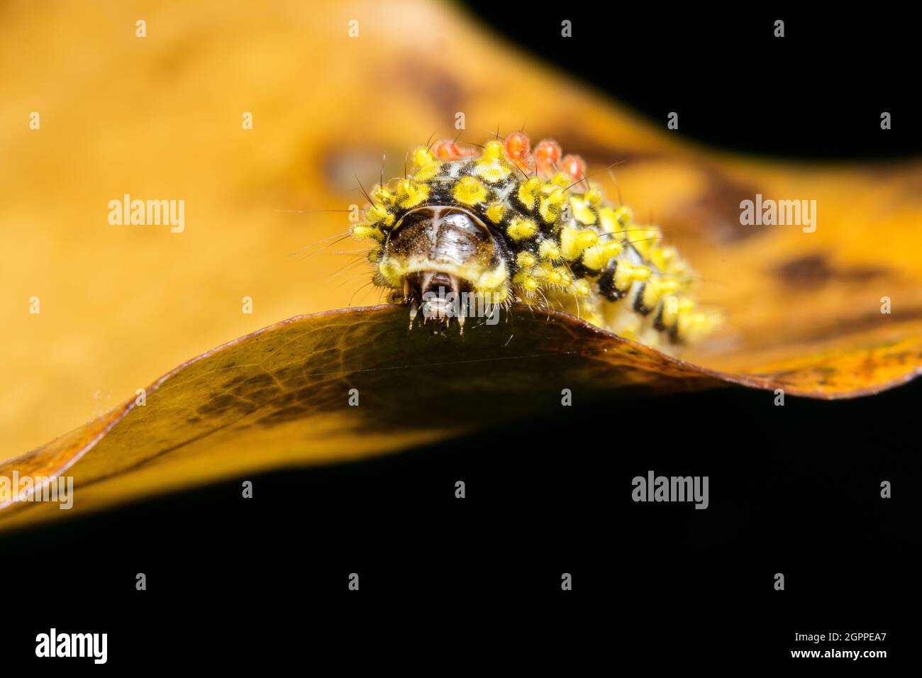 Close up photos of caterpillars Stock Photo - Alamy