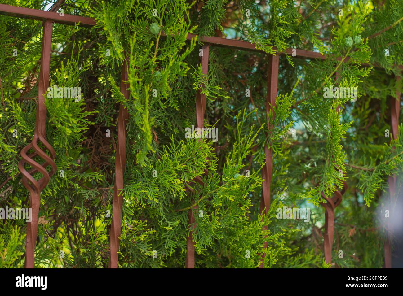 lemon cypress tree in the garden of the house, with iron fence ...