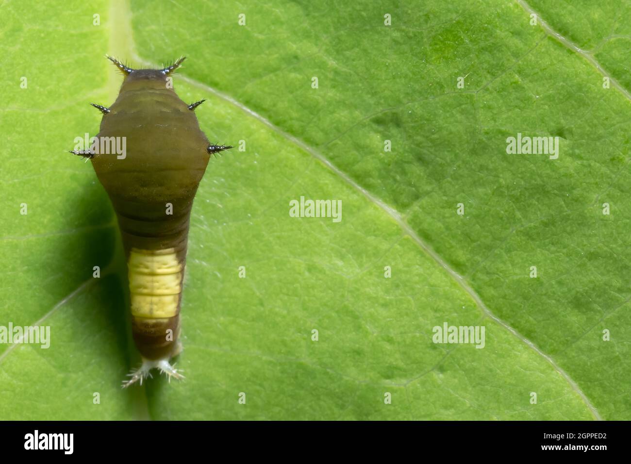 Close up photos of worms Stock Photo - Alamy