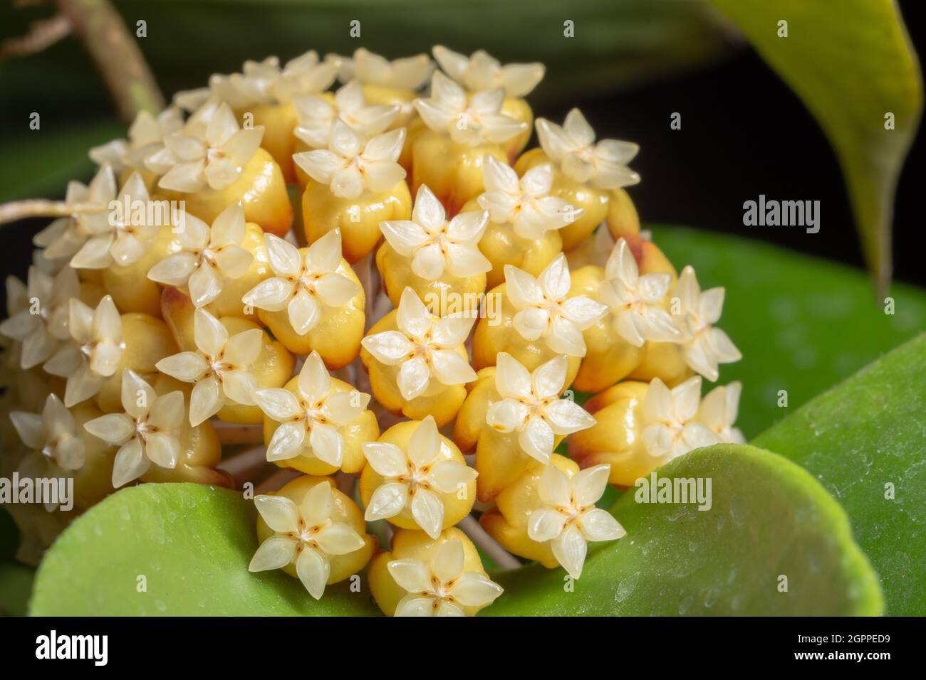 Hoya Orange floral background Stock Photo - Alamy