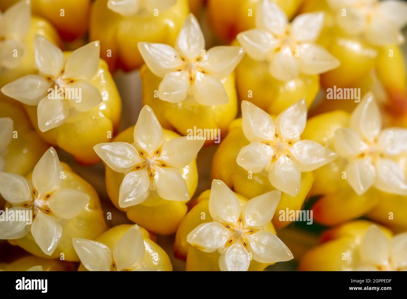 Hoya flower background Stock Photo - Alamy