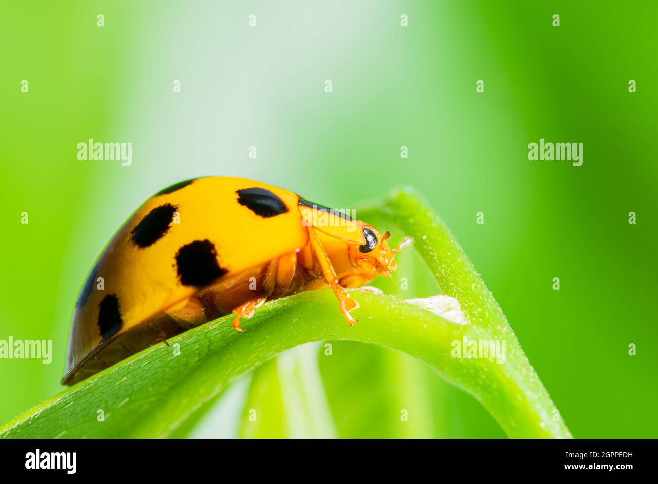 Macro yellow ladybug in nature green background Stock Photo - Alamy