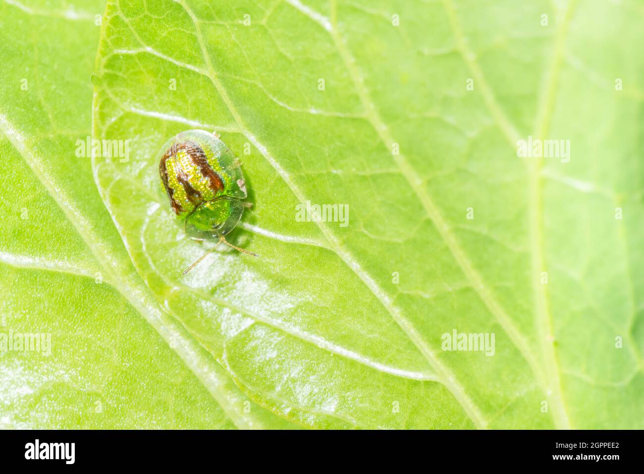 Yellow ladybug on leaf Stock Photo - Alamy
