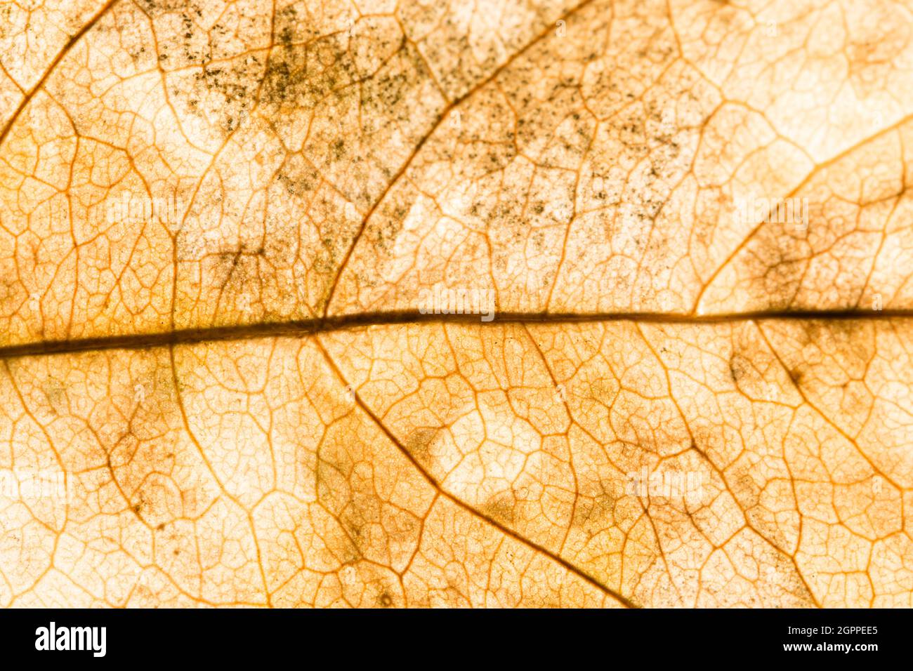 Macro background, dried leaf pattern Stock Photo - Alamy