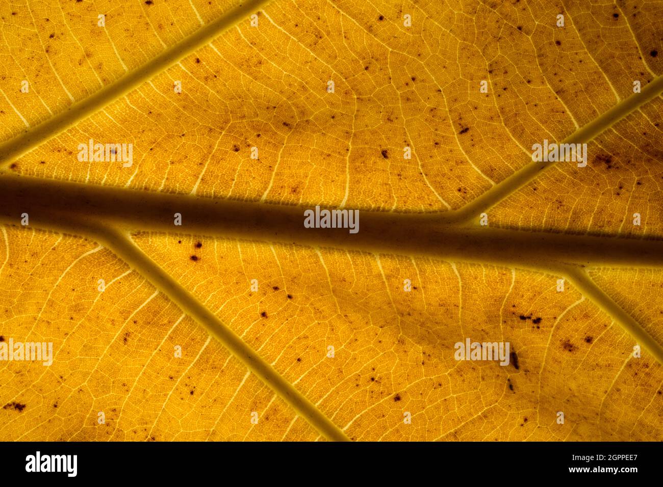 Macro background, dried leaf pattern Stock Photo - Alamy