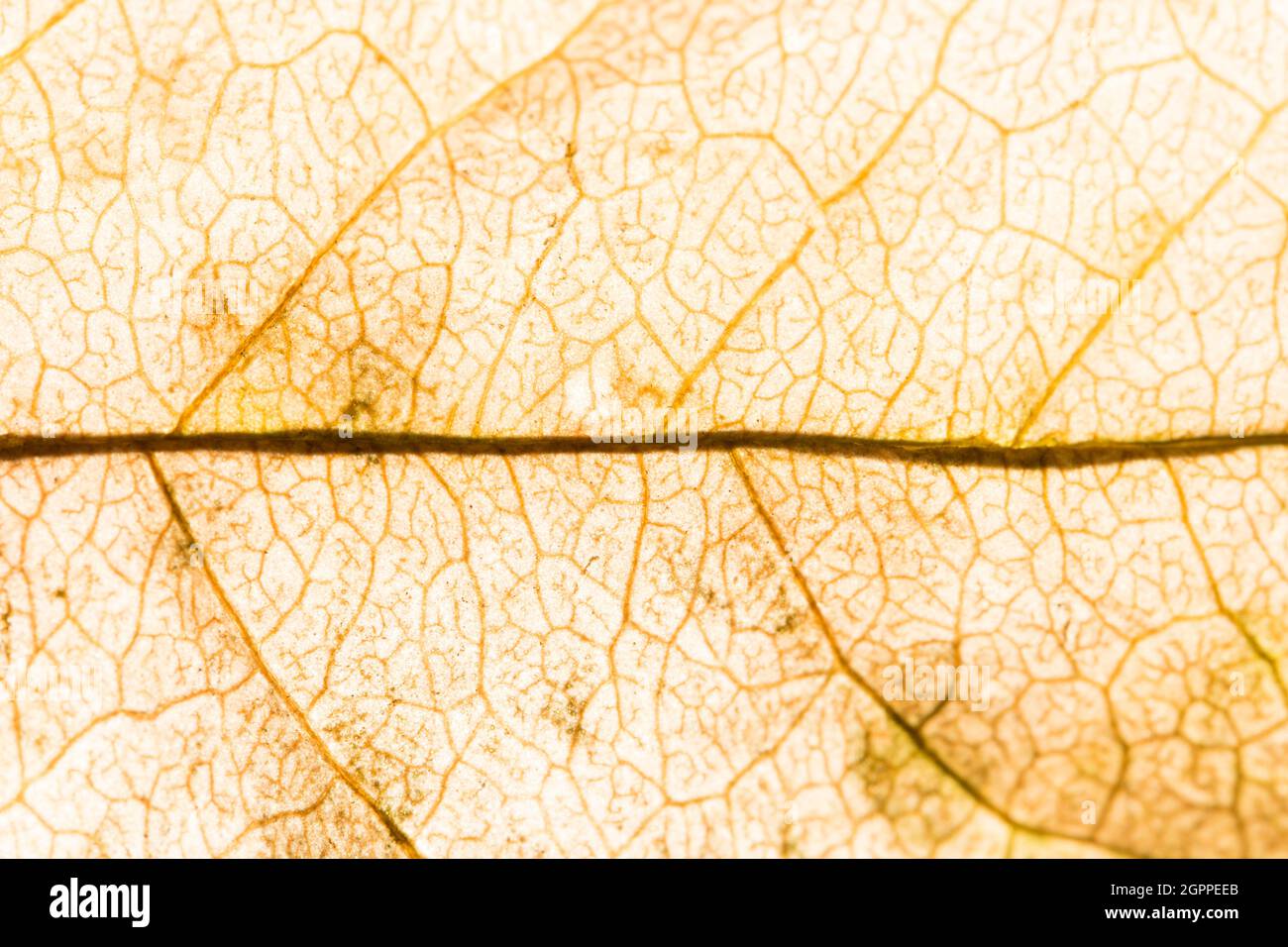 Macro background, dried leaf pattern Stock Photo - Alamy