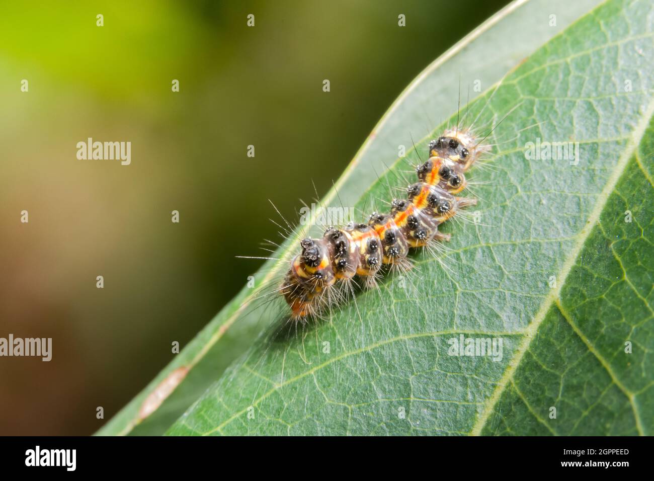 Close up photos of colorful worms Stock Photo - Alamy