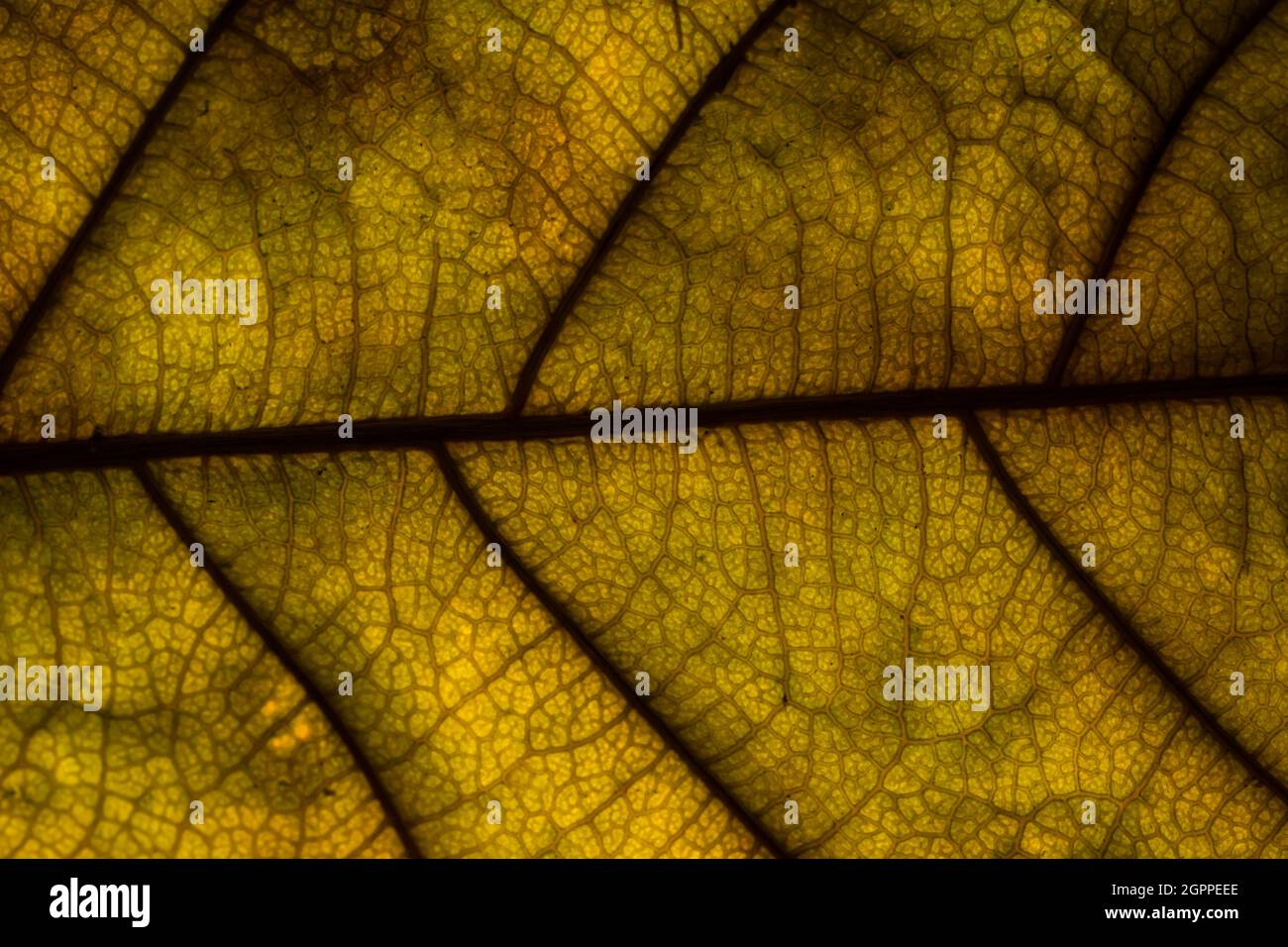 Macro background, dried leaf pattern Stock Photo - Alamy