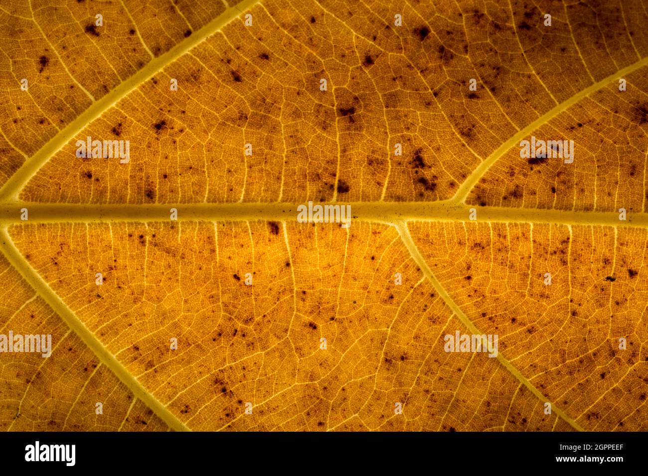 Macro background, dried leaf pattern Stock Photo - Alamy