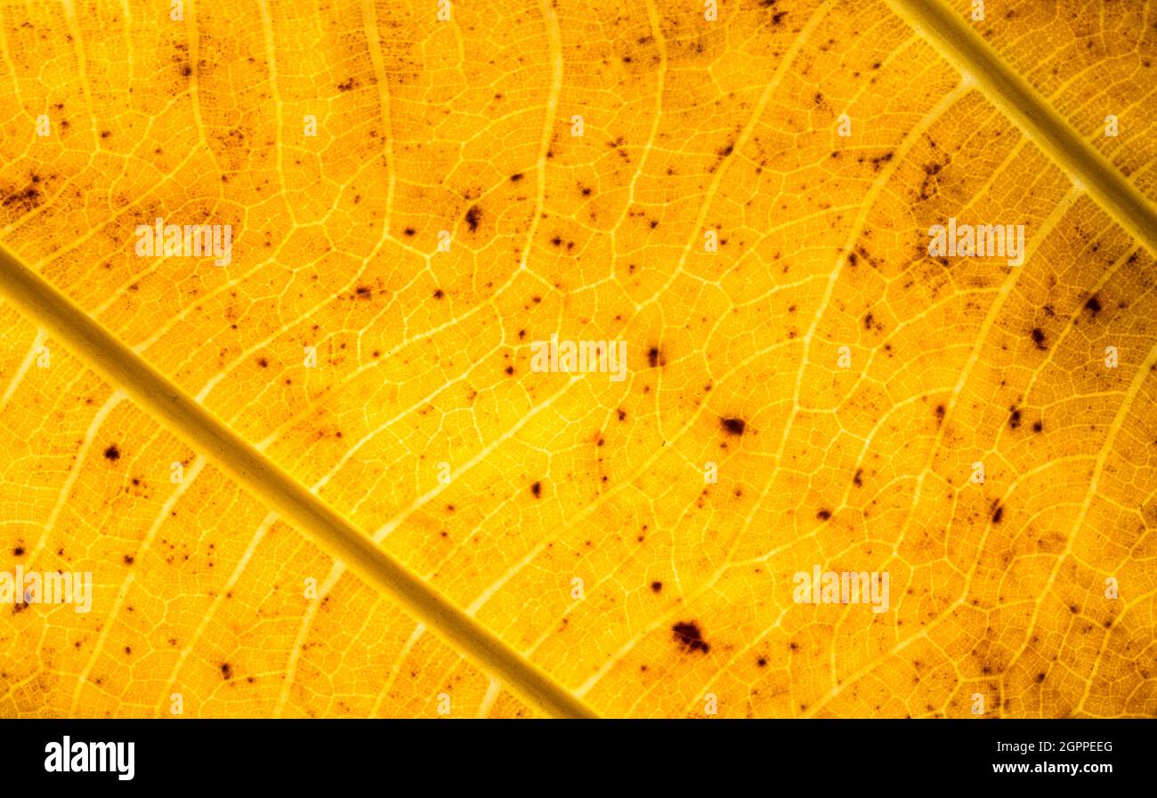 Macro background, dried leaf pattern Stock Photo - Alamy
