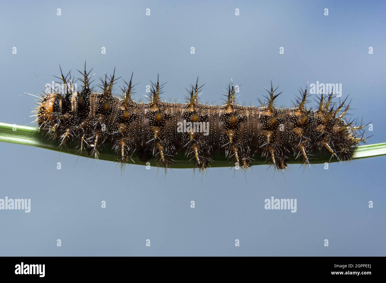 Close up photos of colorful worms Stock Photo - Alamy