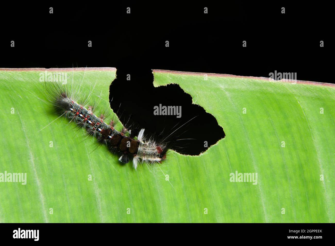 Close up photos of colorful worms Stock Photo - Alamy