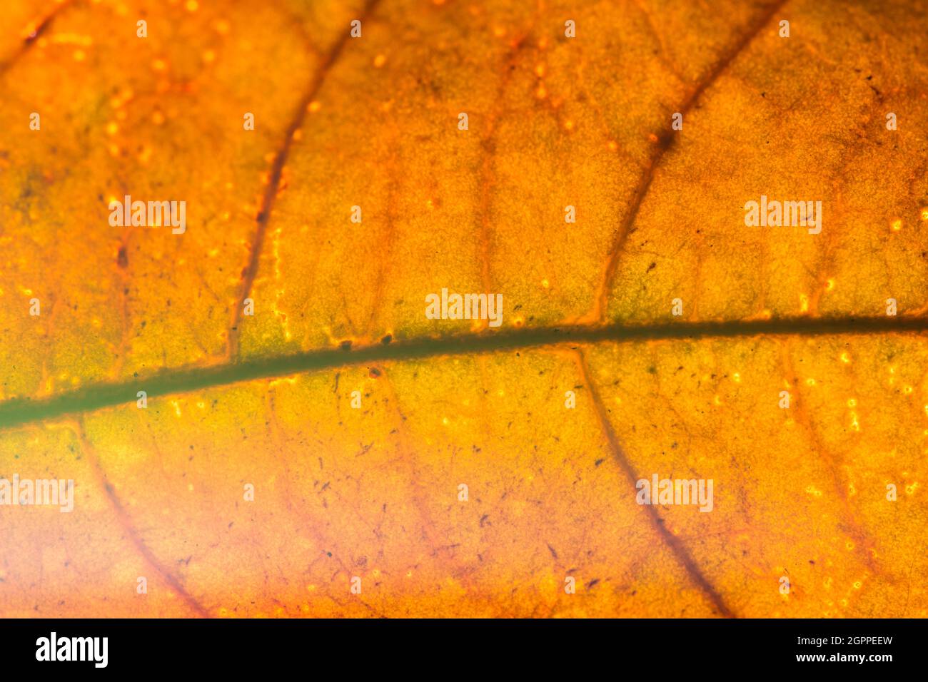 Macro background, dried leaf pattern Stock Photo - Alamy