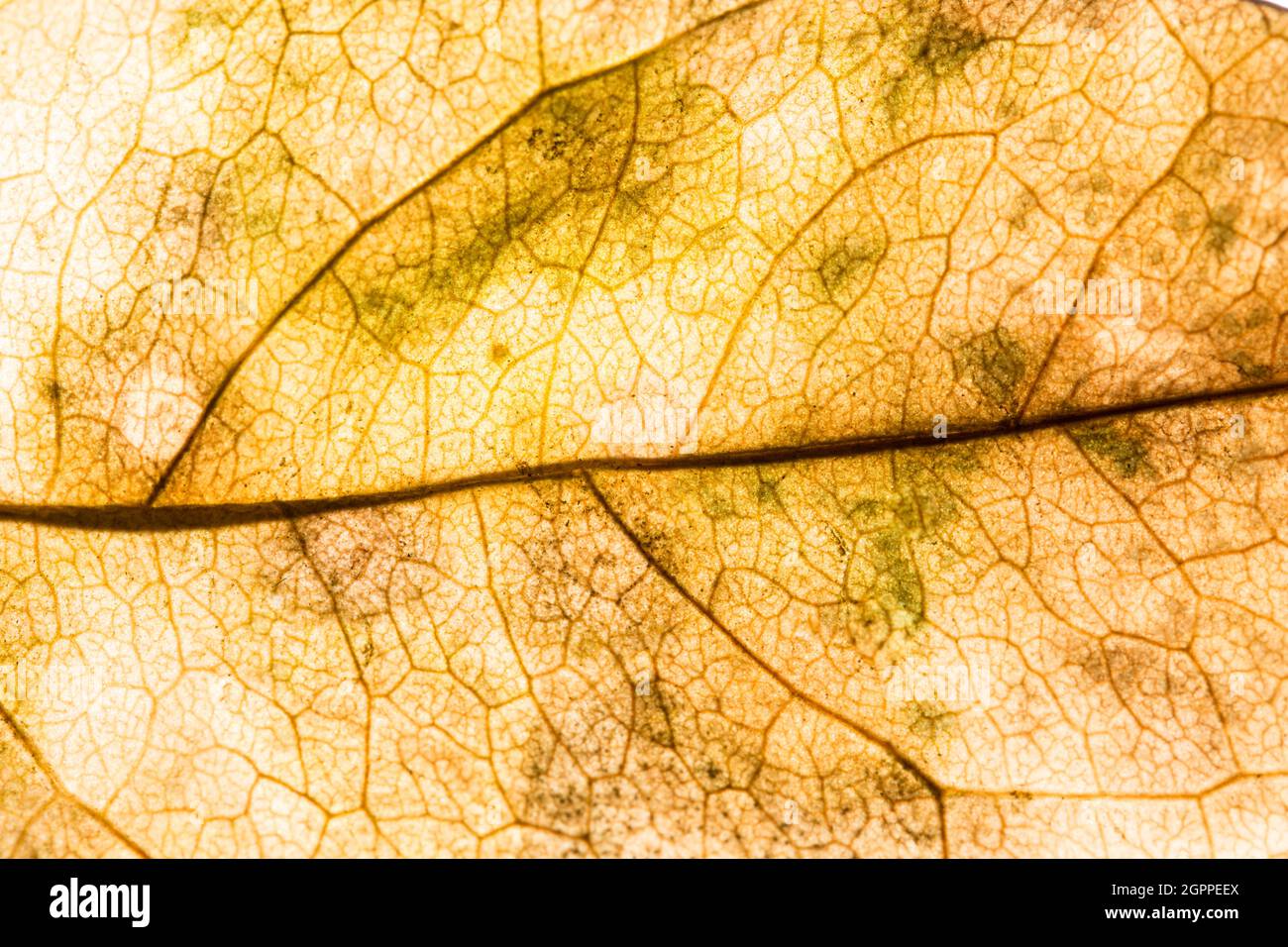 Macro background, dried leaf pattern Stock Photo - Alamy