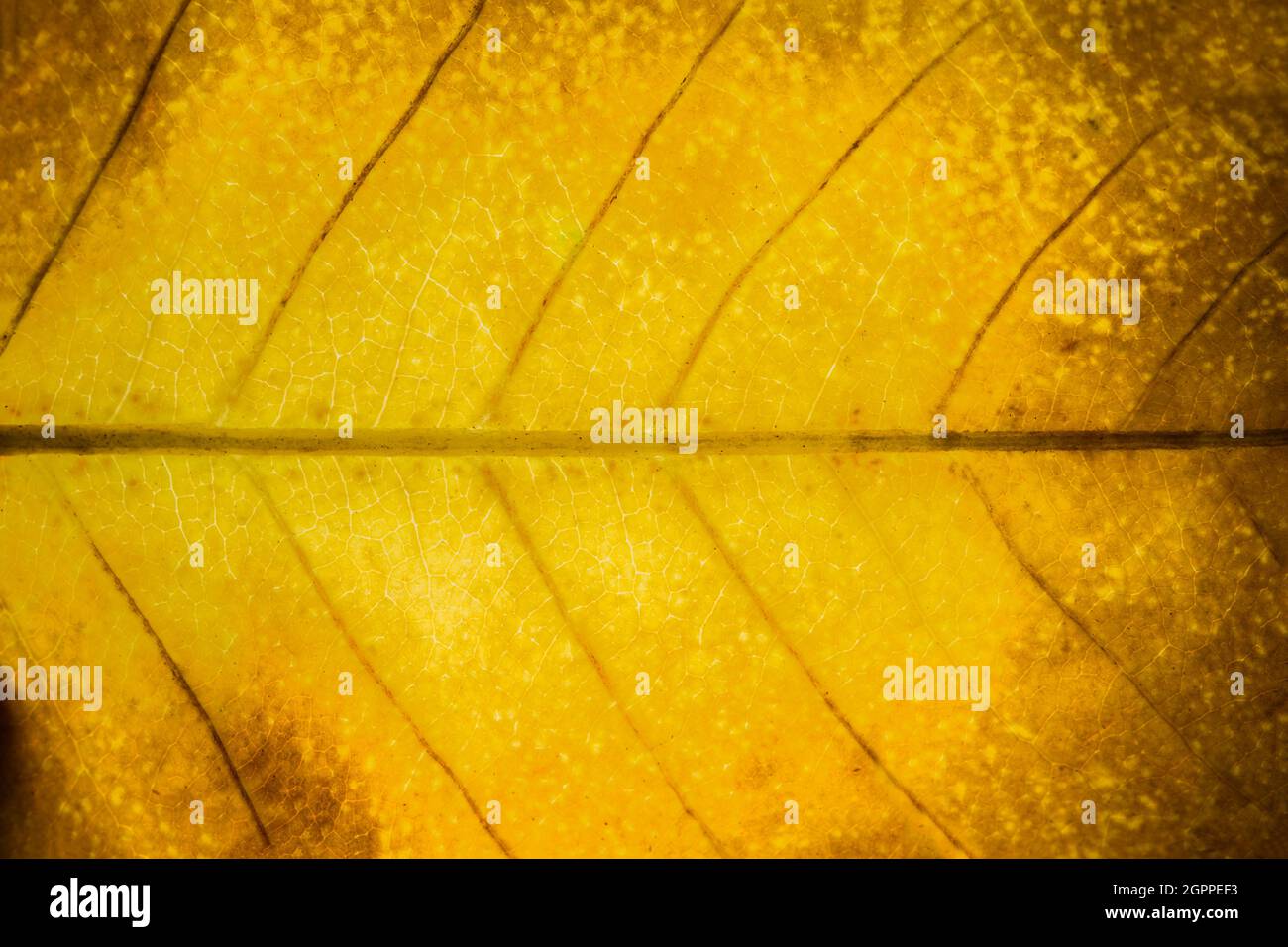 Macro background, dried leaf pattern Stock Photo - Alamy
