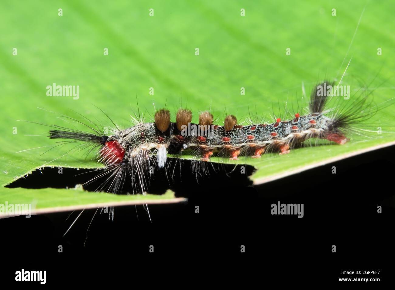 Close up photos of colorful worms Stock Photo - Alamy