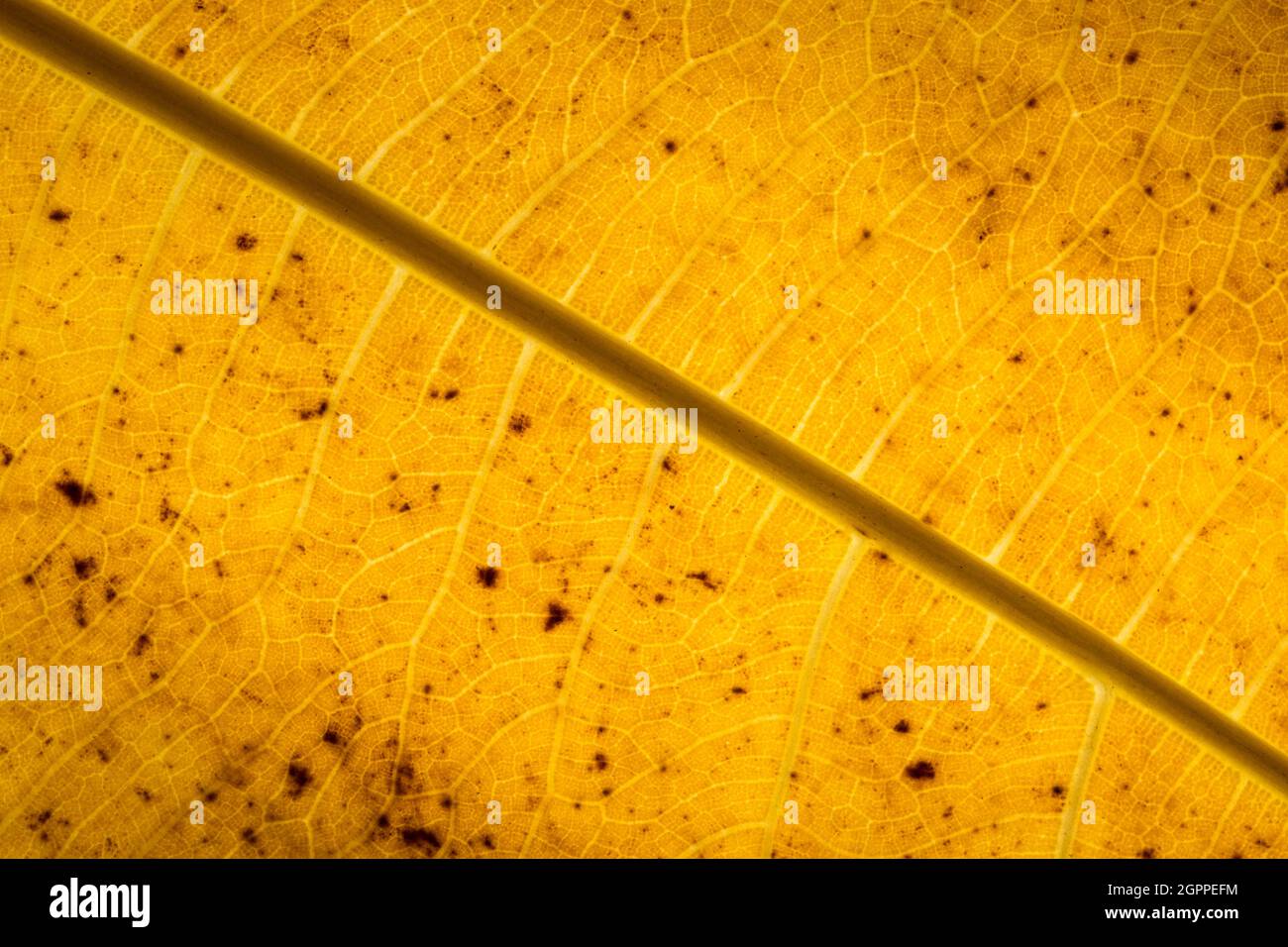Macro background, dried leaf pattern Stock Photo - Alamy