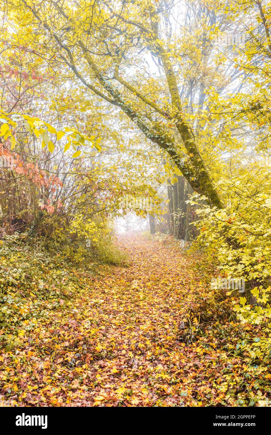 Sentier forestier hi-res stock photography and images - Alamy