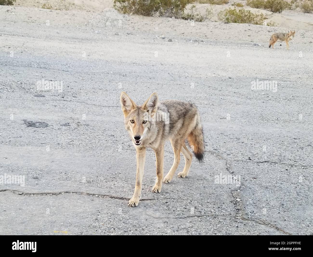 Death valley coyote hi-res stock photography and images - Alamy