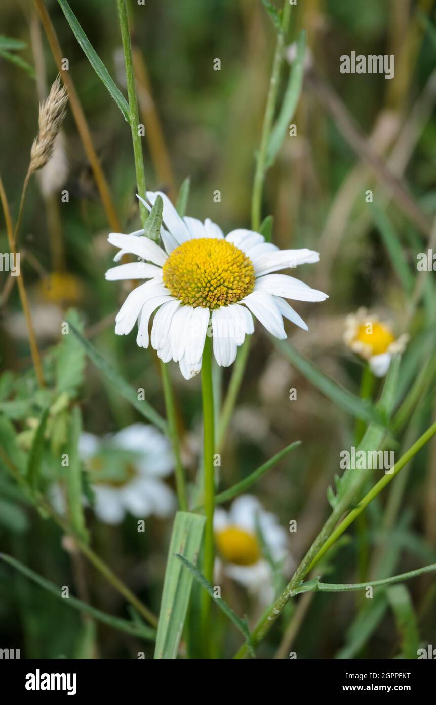 Daisy asteraceae hi-res stock photography and images - Alamy