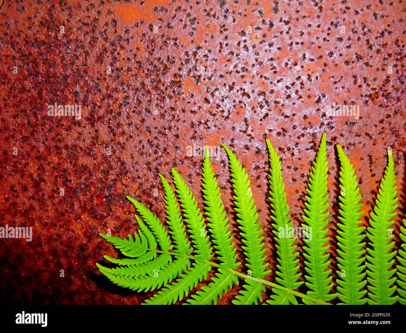 Fern leaves on rusty metal background close-up. Place for your text ...