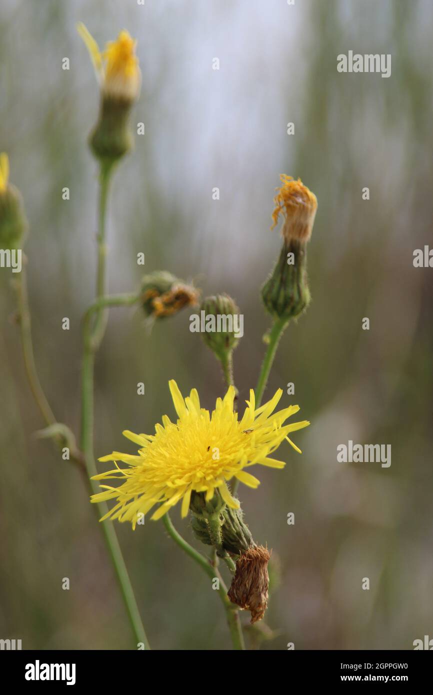 Rough hawksbeard crepis biennis hi-res stock photography and images - Alamy