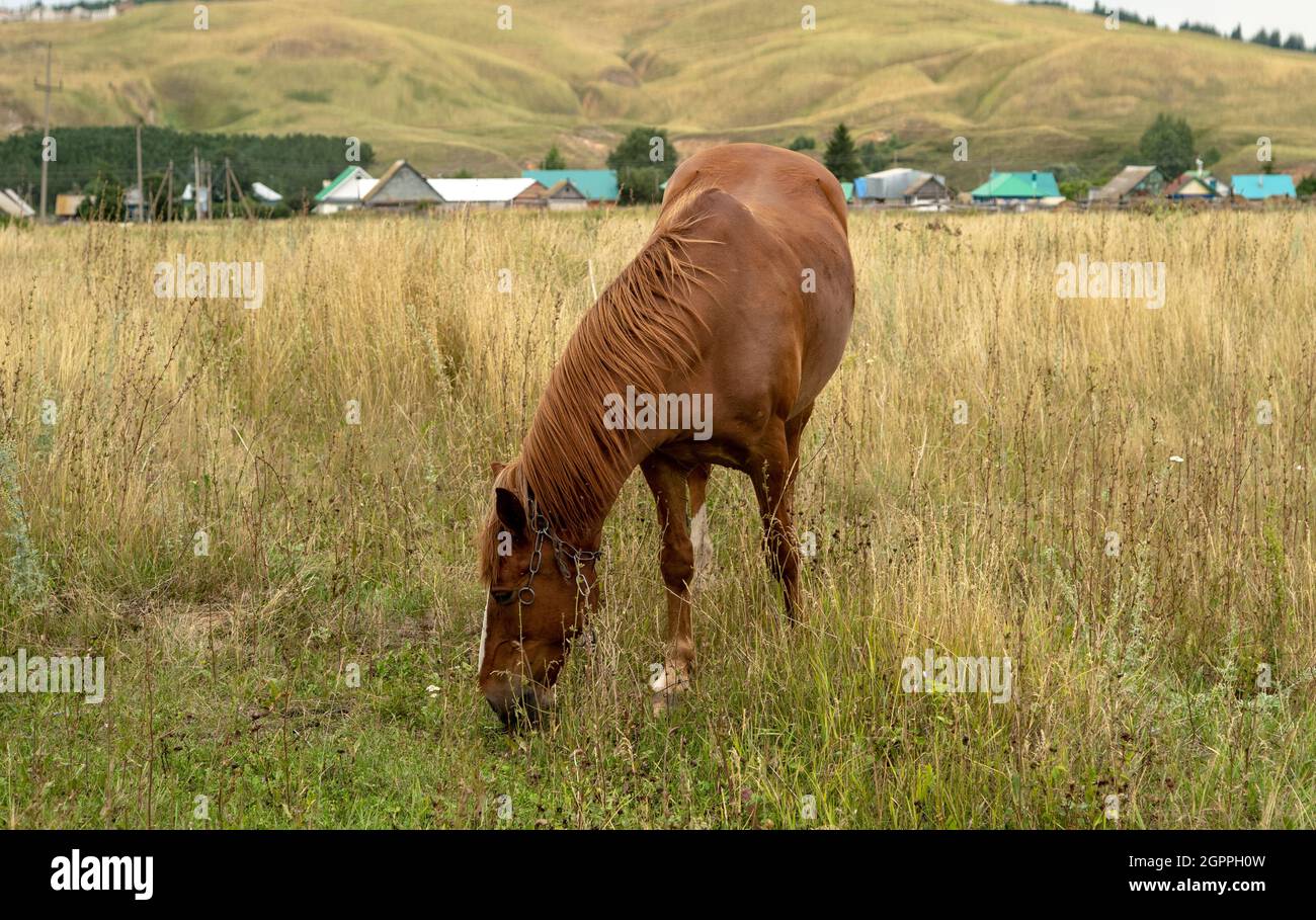 Lone horse grazes in a clearing against the backdrop of a village Stock Photo - Alamy