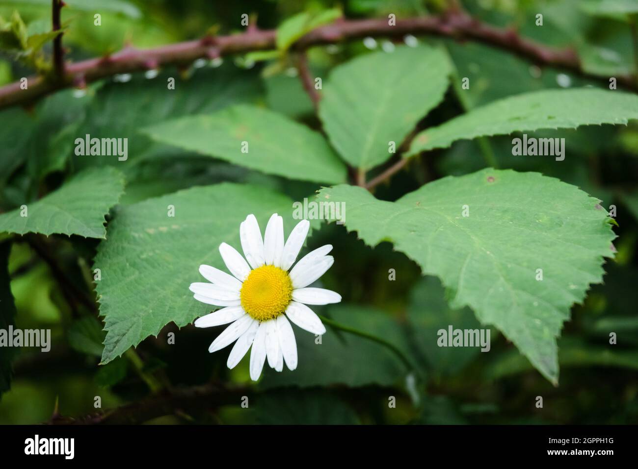 Dog daisy hi-res stock photography and images - Alamy