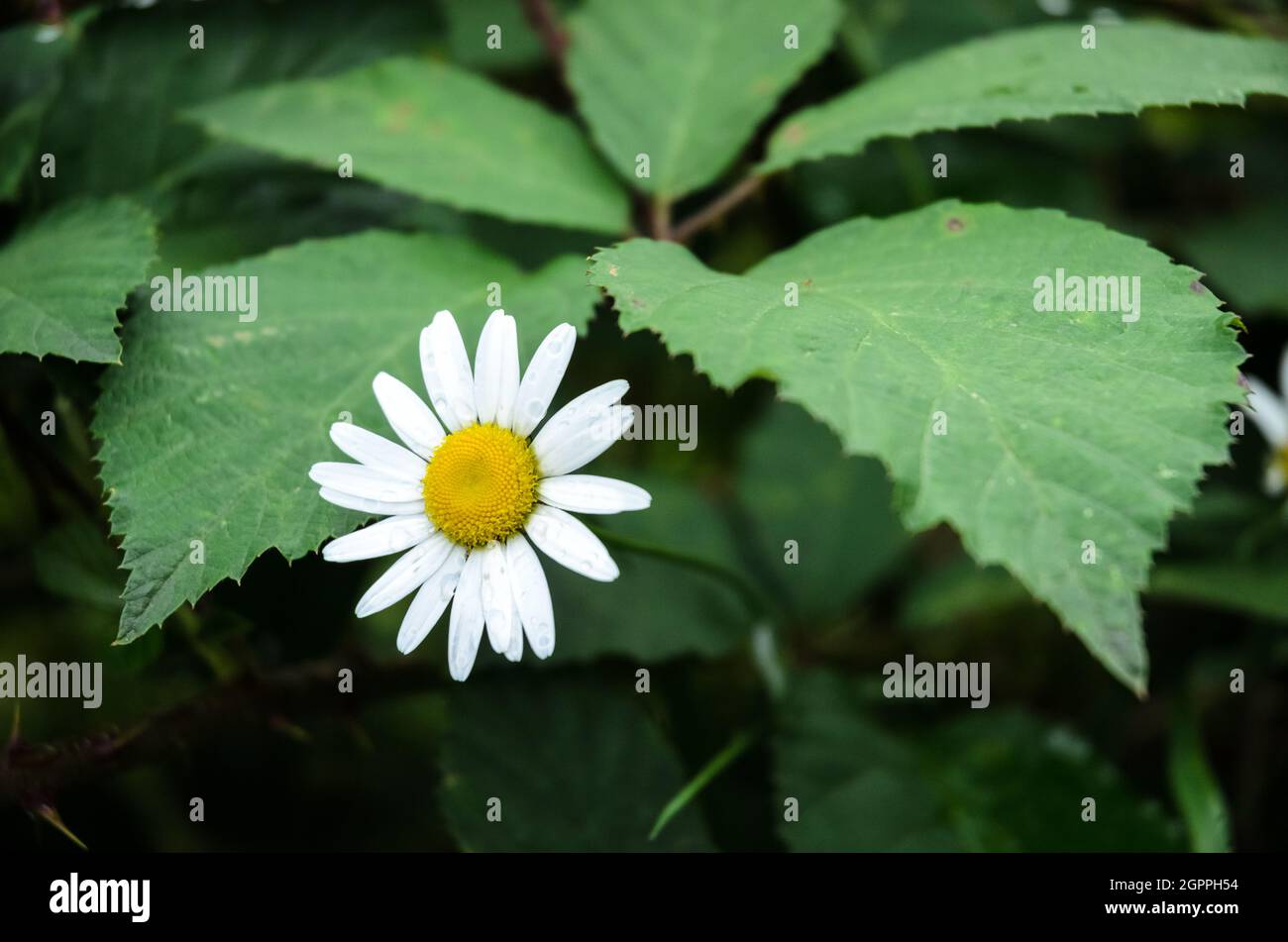 Dog daisy hi-res stock photography and images - Alamy