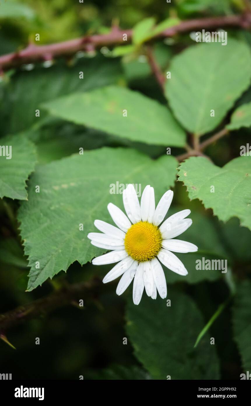 Dog daisy hi-res stock photography and images - Alamy