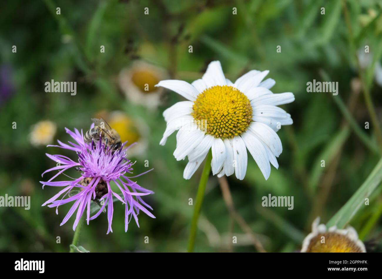 Dog daisy hi-res stock photography and images - Alamy