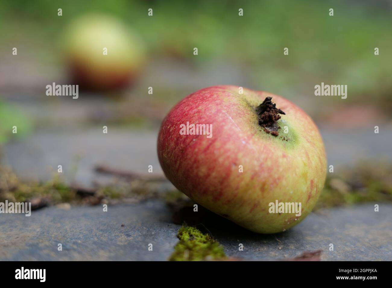 Apple on the ground Stock Photo - Alamy