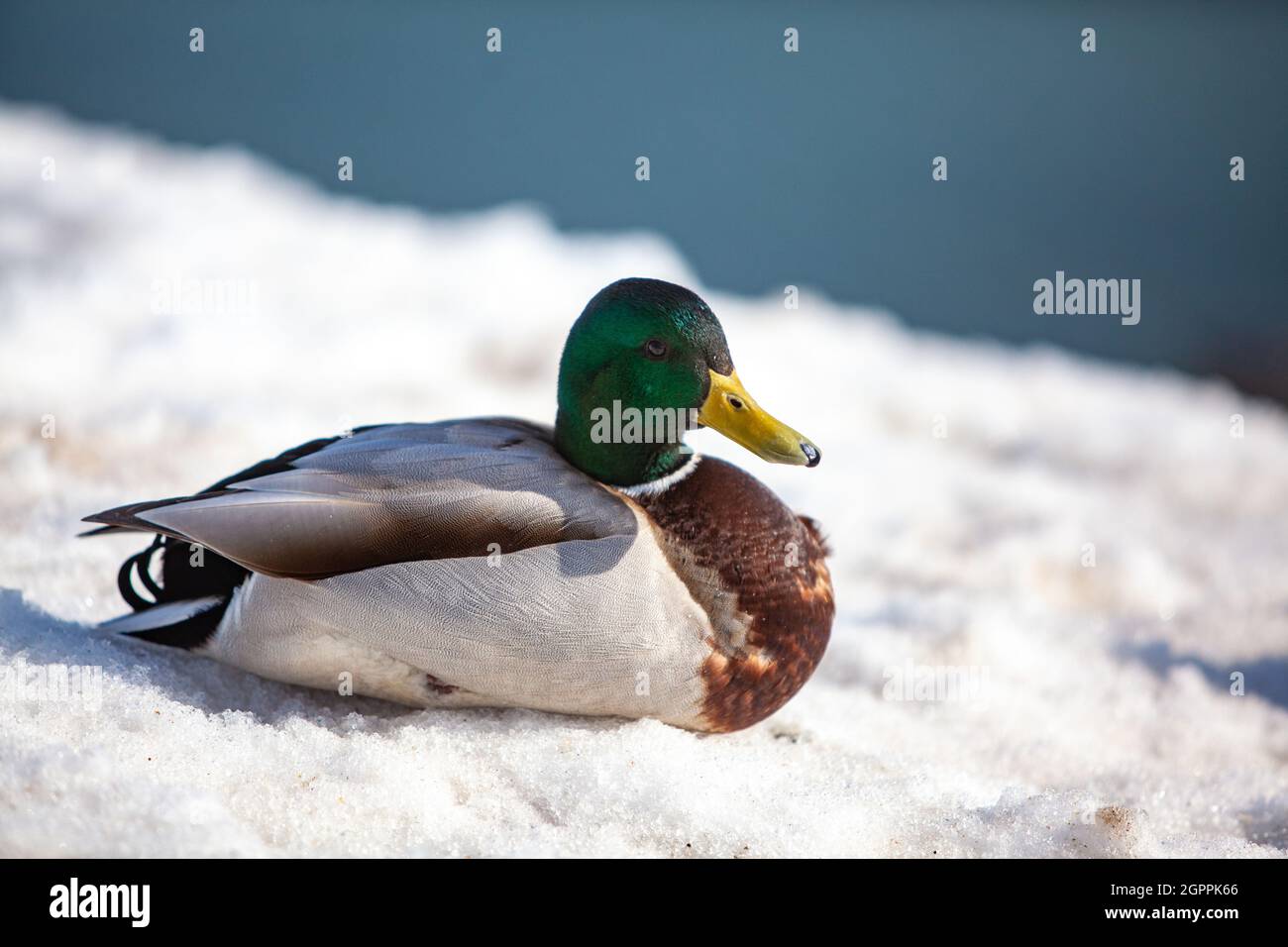 Duck bottom hi-res stock photography and images - Alamy