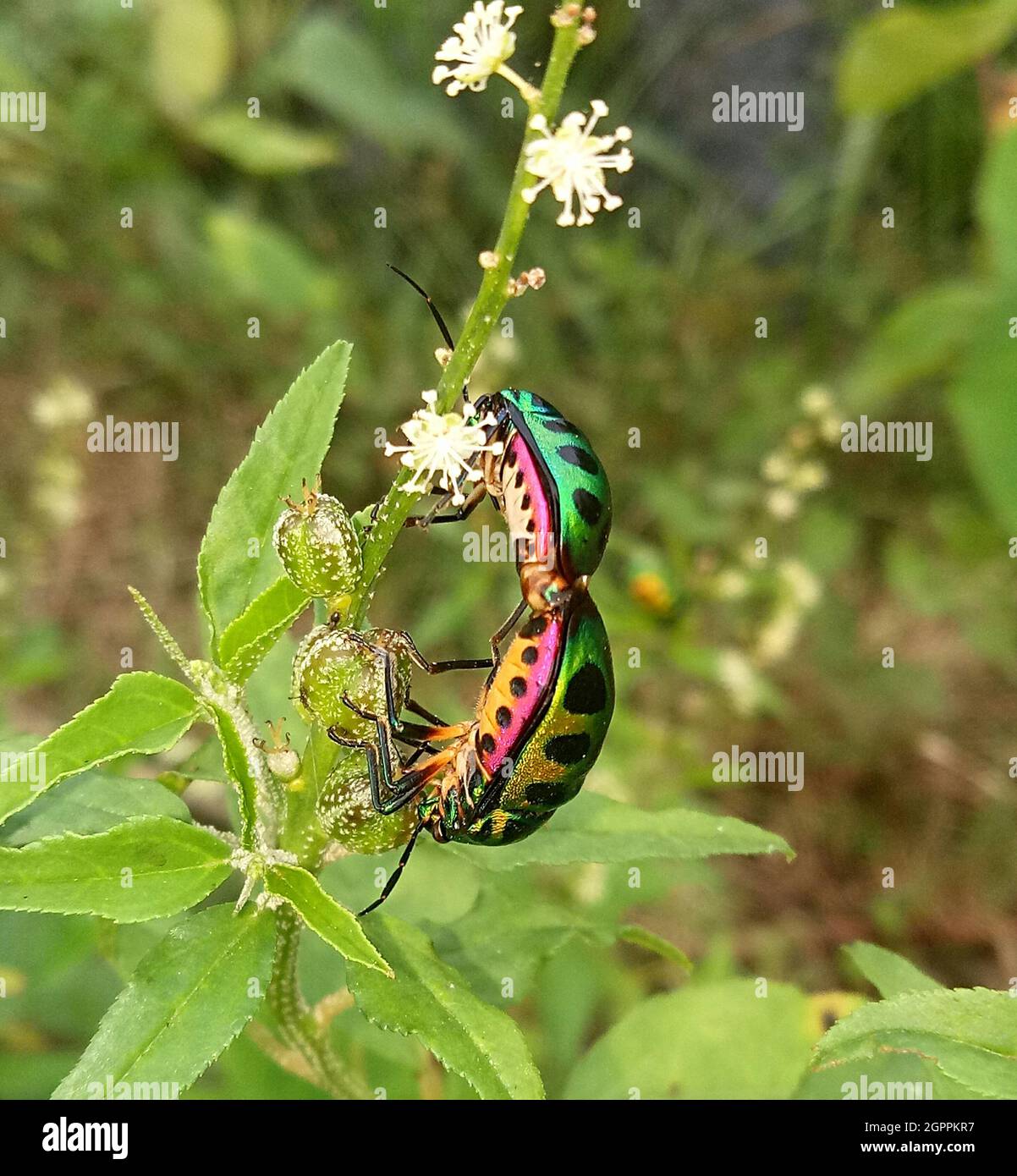 Vertical closeup shot of jewel bugs mating on a plant Stock Photo - Alamy