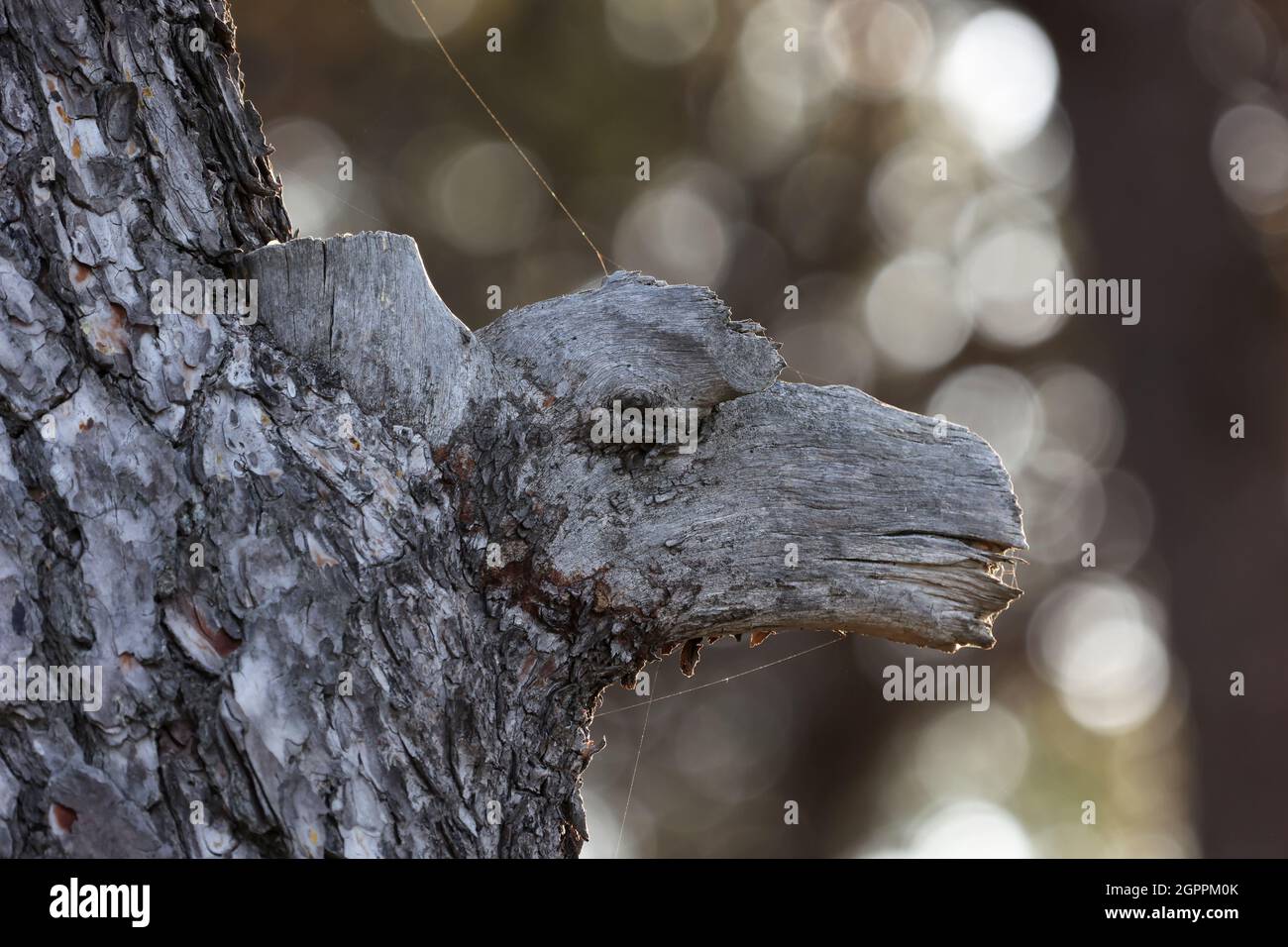 The bough of a tree in the form of an animal was created by nature ...