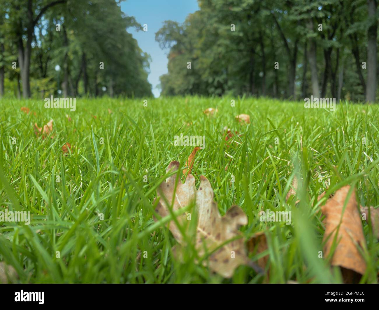 Smoothly trimmed green grass on a mowed lawn in the park, low angle ...