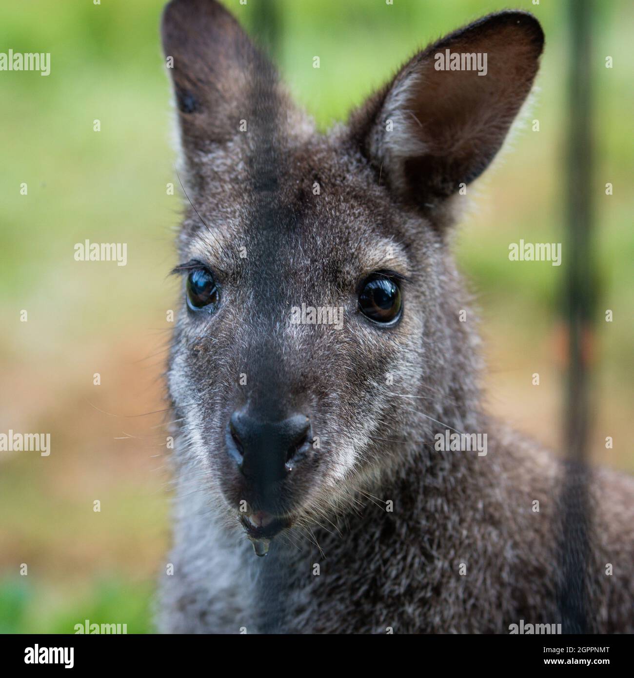 Close-up Portrait Of Kangaroo Stock Photo - Alamy