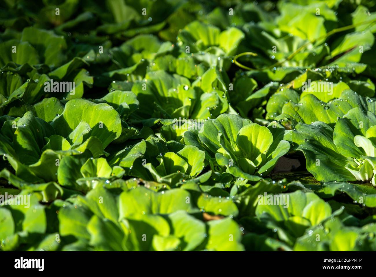 Water lettuce pistia stratiotes hi-res stock photography and images - Alamy
