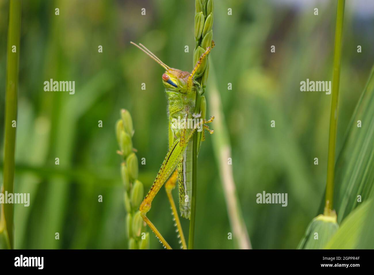 Green rice bug hi-res stock photography and images - Alamy