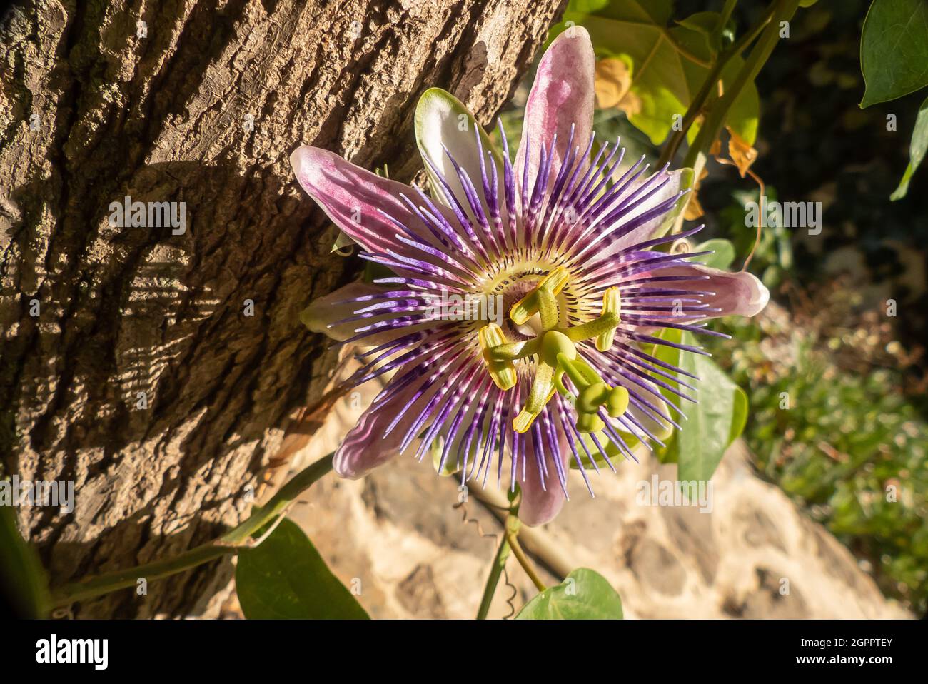 The passion flower Passiflora Andina Stock Photo - Alamy