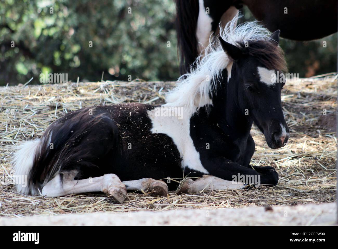 Black and white foal hi-res stock photography and images - Alamy