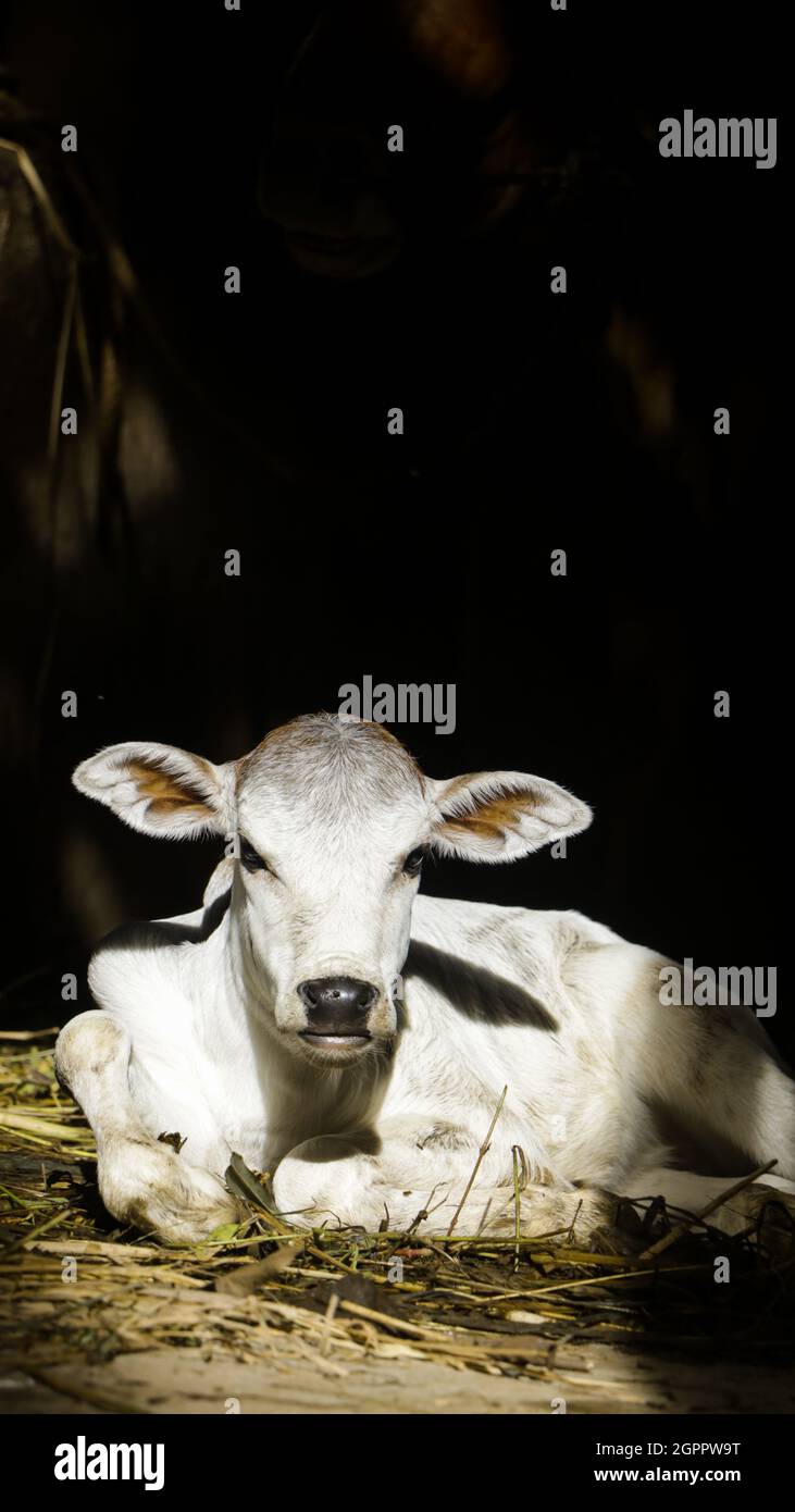 White cute calf laying under the sunlight Stock Photo - Alamy