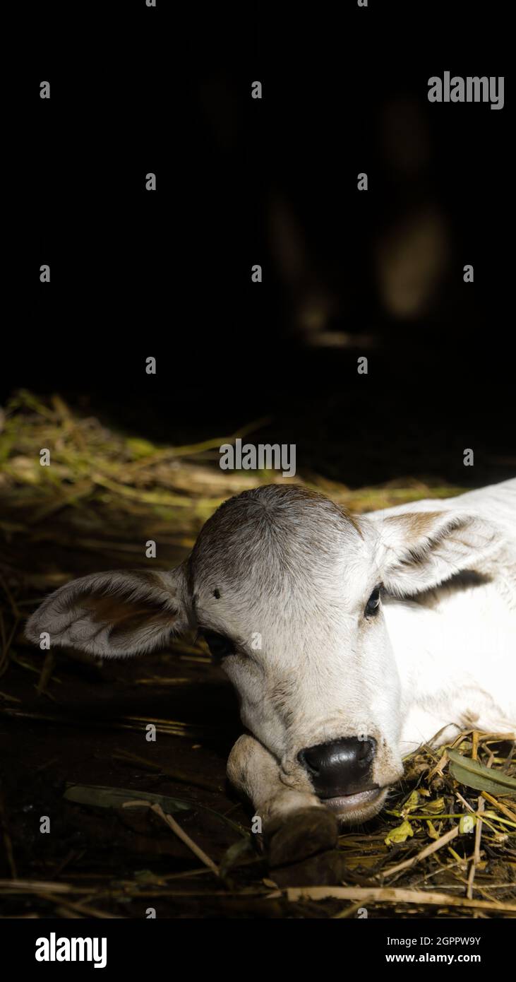 White cute calf laying under the sunlight Stock Photo - Alamy