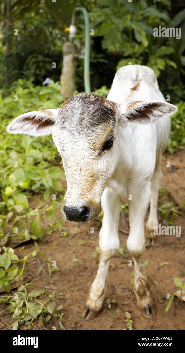 White cute calf during the daytime Stock Photo - Alamy