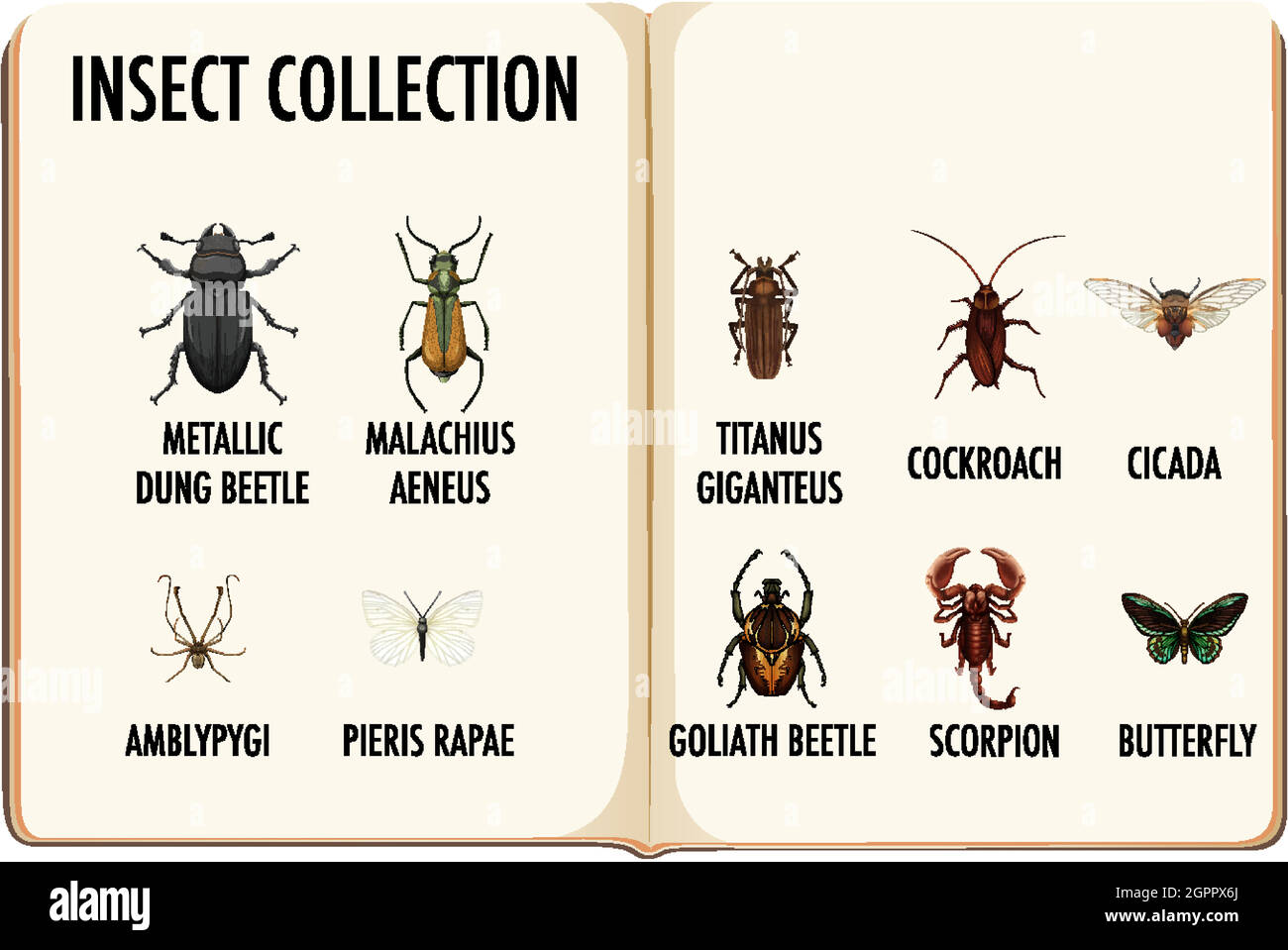 Set of insect collection in the book Stock Vector Image & Art - Alamy