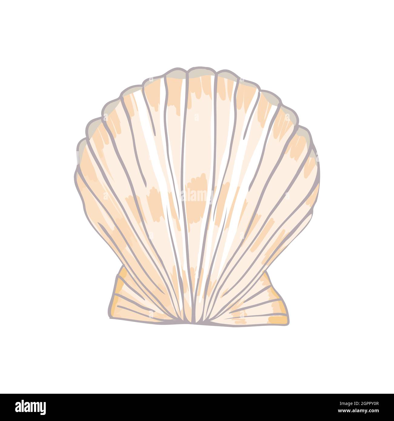 Cute sea shell on a white background Vector illustration, hand-drawn ...